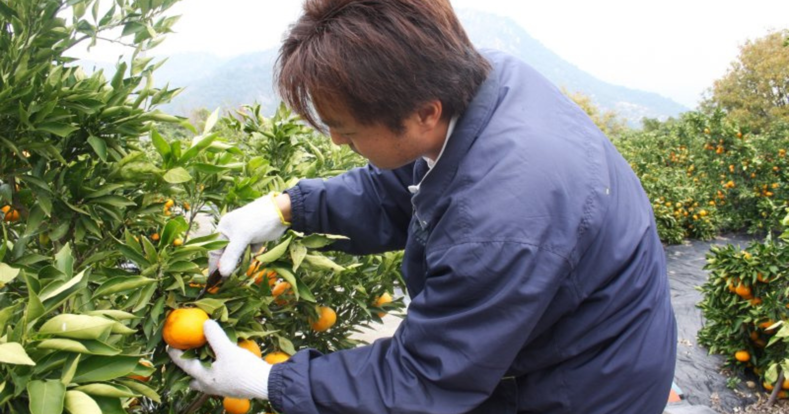大三島はみかんの一大産地！瀬戸内のみかんを楽しみ尽くす！！ | Shimanabi