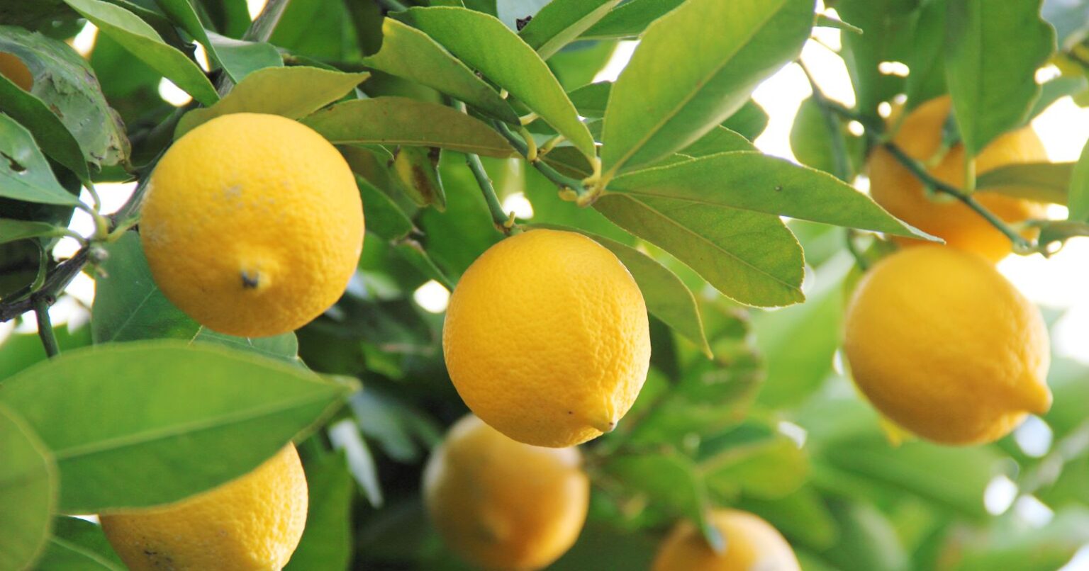 生口島のおすすめ観光スポット9選！観光モデルコースから所要時間まで解説！ | Shimanabi