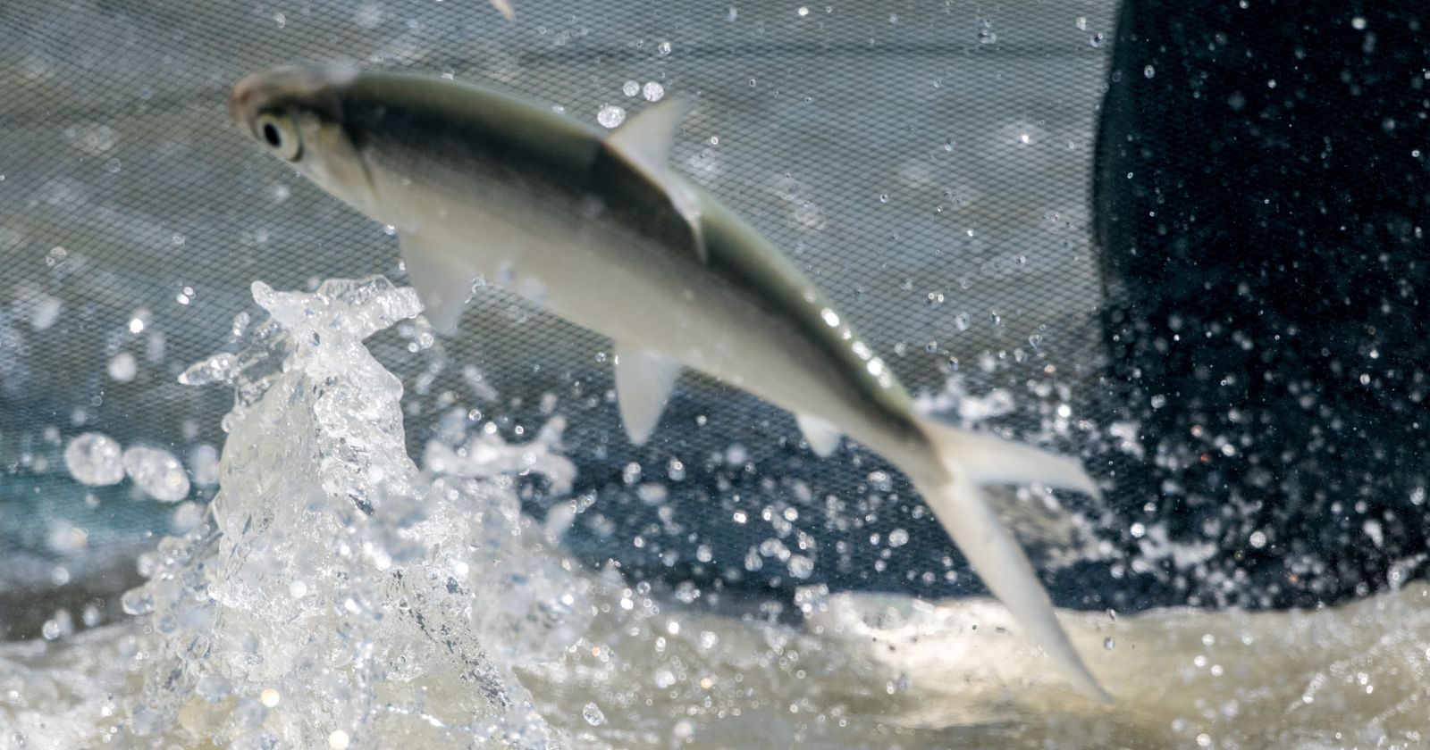 しまなみ海道で釣りをするならここ！大三島での釣りポイント8選・全情報網羅！ | Shimanabi