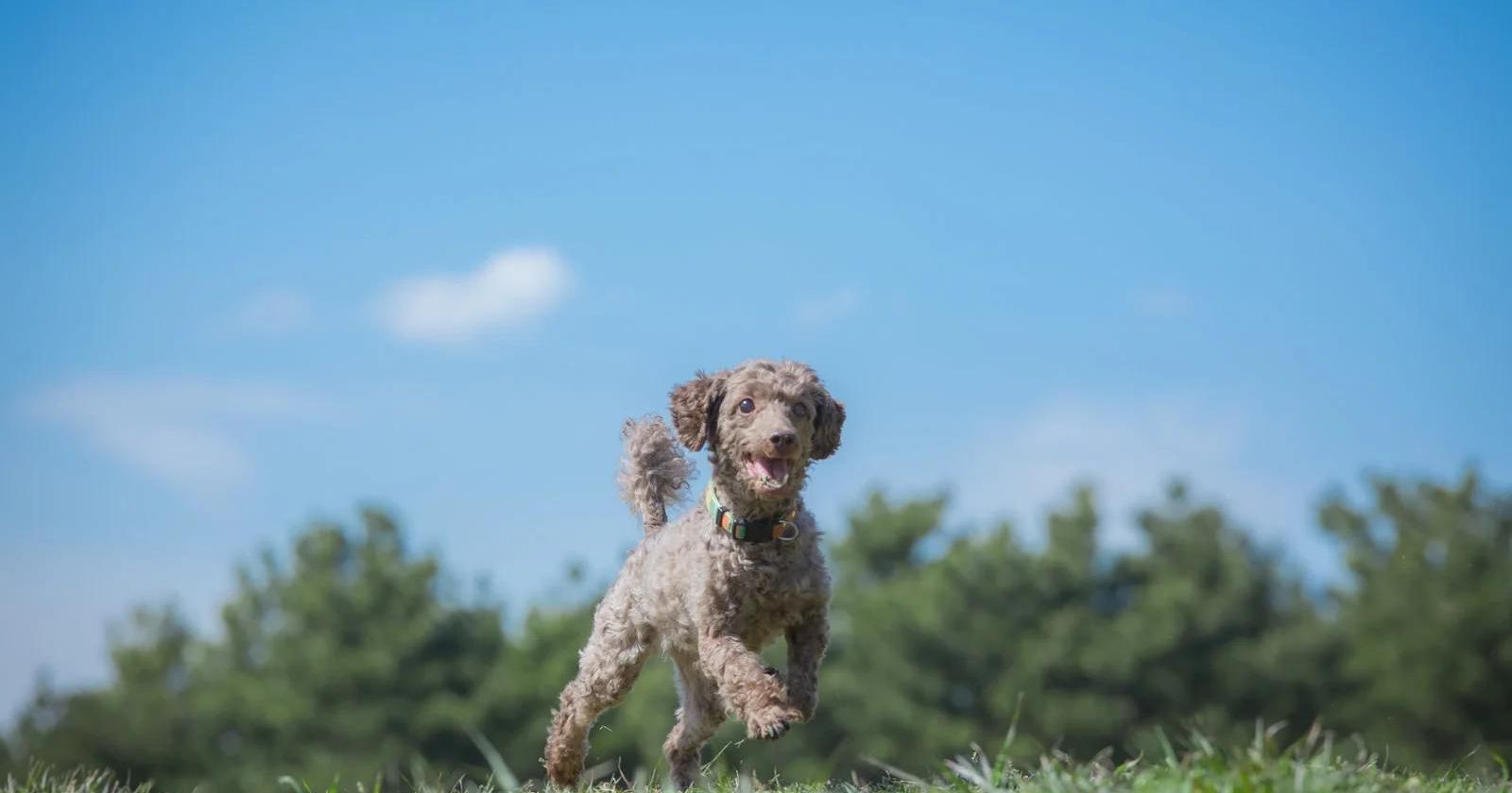 しまなみ海道のおすすめキャンプ場を全9施設ご紹介！ | Shimanabi
